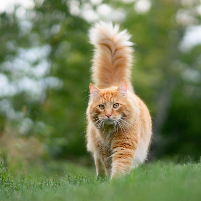 猫がしっぽを立てているときの気持ち｜榎本修